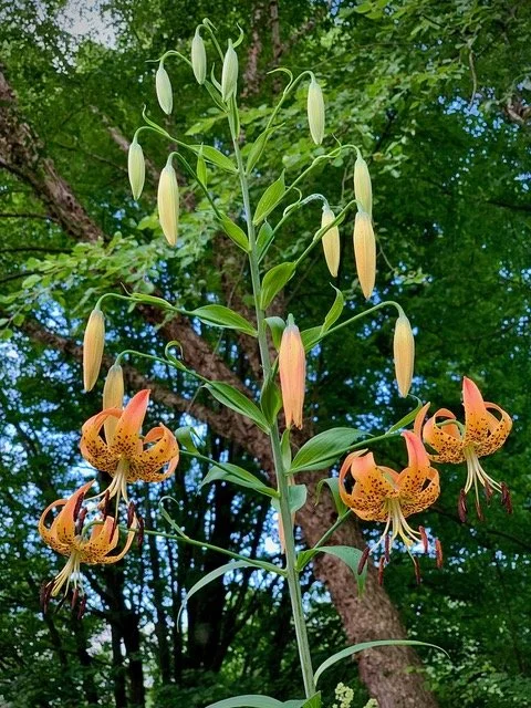 Turk’s Cap Lily — Wheeler Wildlife Refuge Association