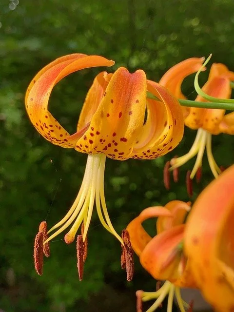Turk’s Cap Lily — Wheeler Wildlife Refuge Association