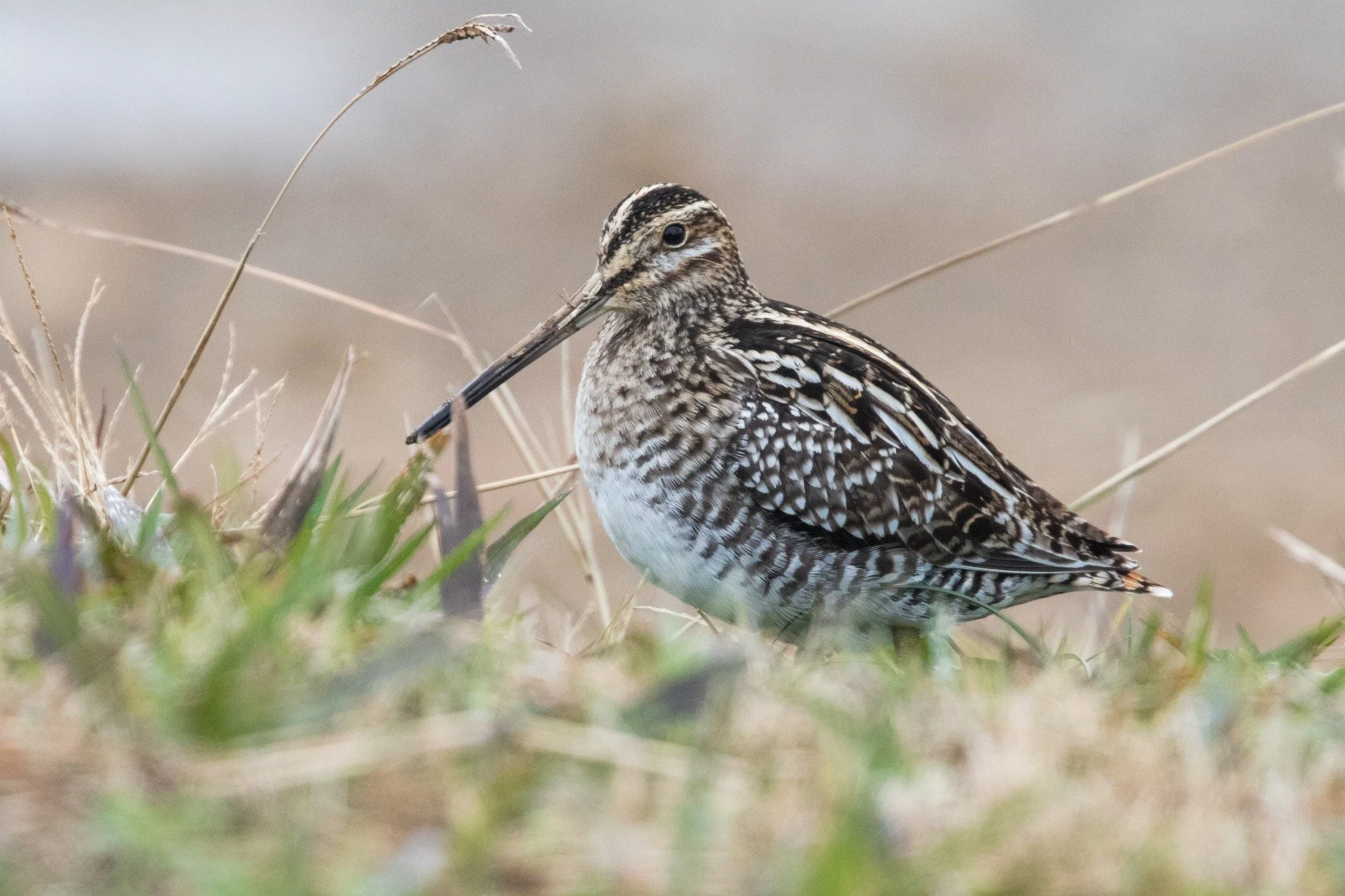 Wilson’s Snipe — Wheeler Wildlife Refuge Association