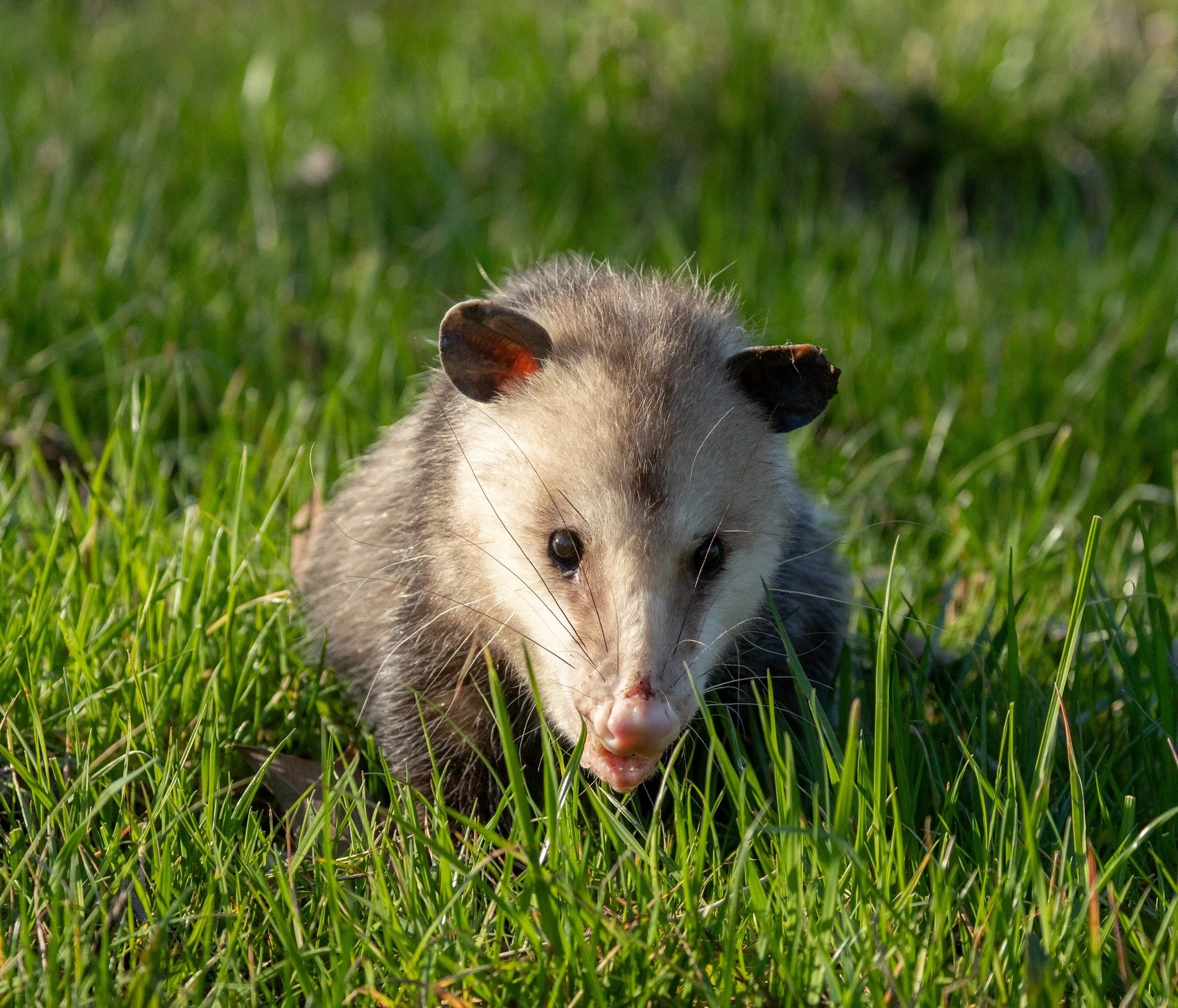 Virginia Opossum — Wheeler Wildlife Refuge Association