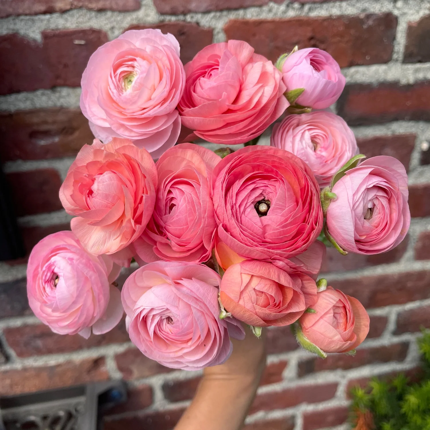 Ranunculus: The Goldilocks of the Flower World — Brick House Blooms