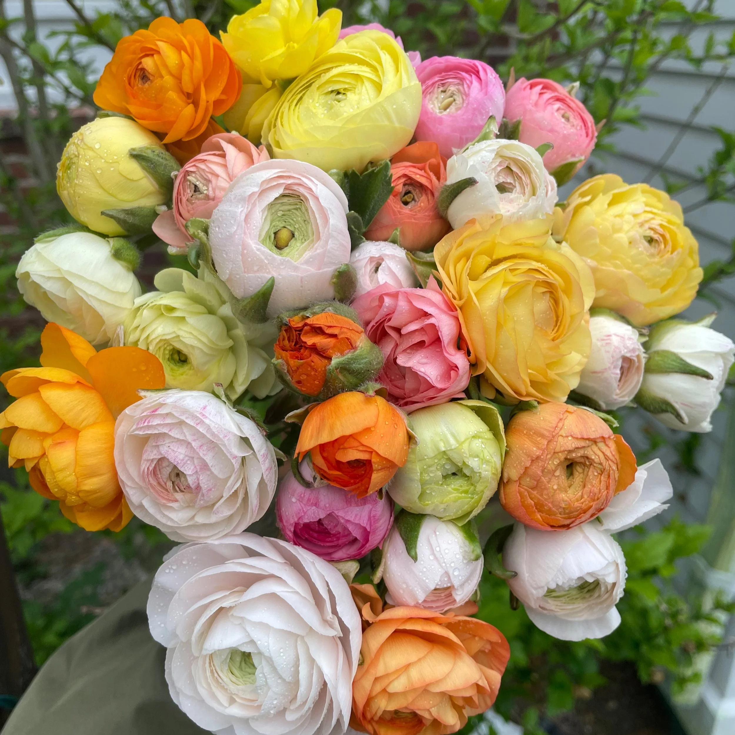 Ranunculus: The Goldilocks of the Flower World — Brick House Blooms