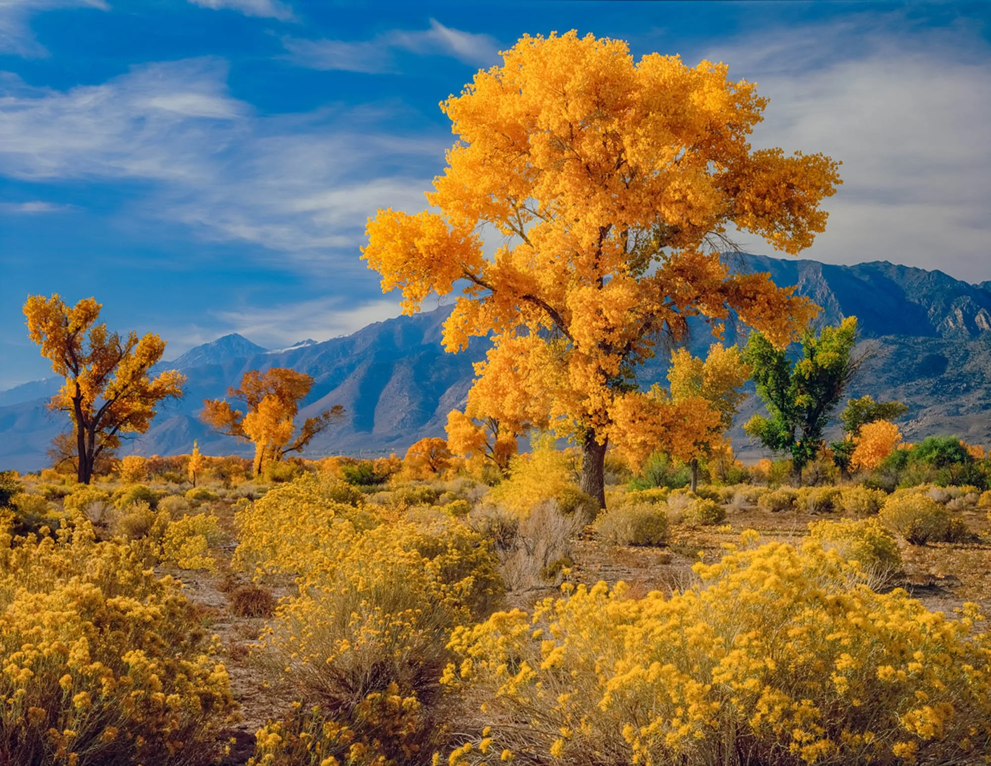 7 California Native Plants That Thrive on Greywater — Greywater Corps