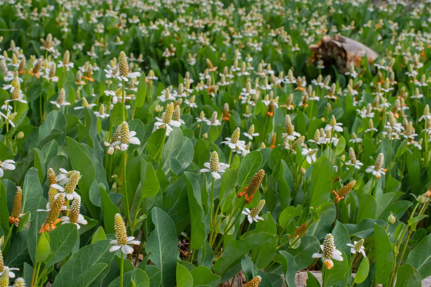 7 California Native Plants That Thrive on Greywater — Greywater Corps