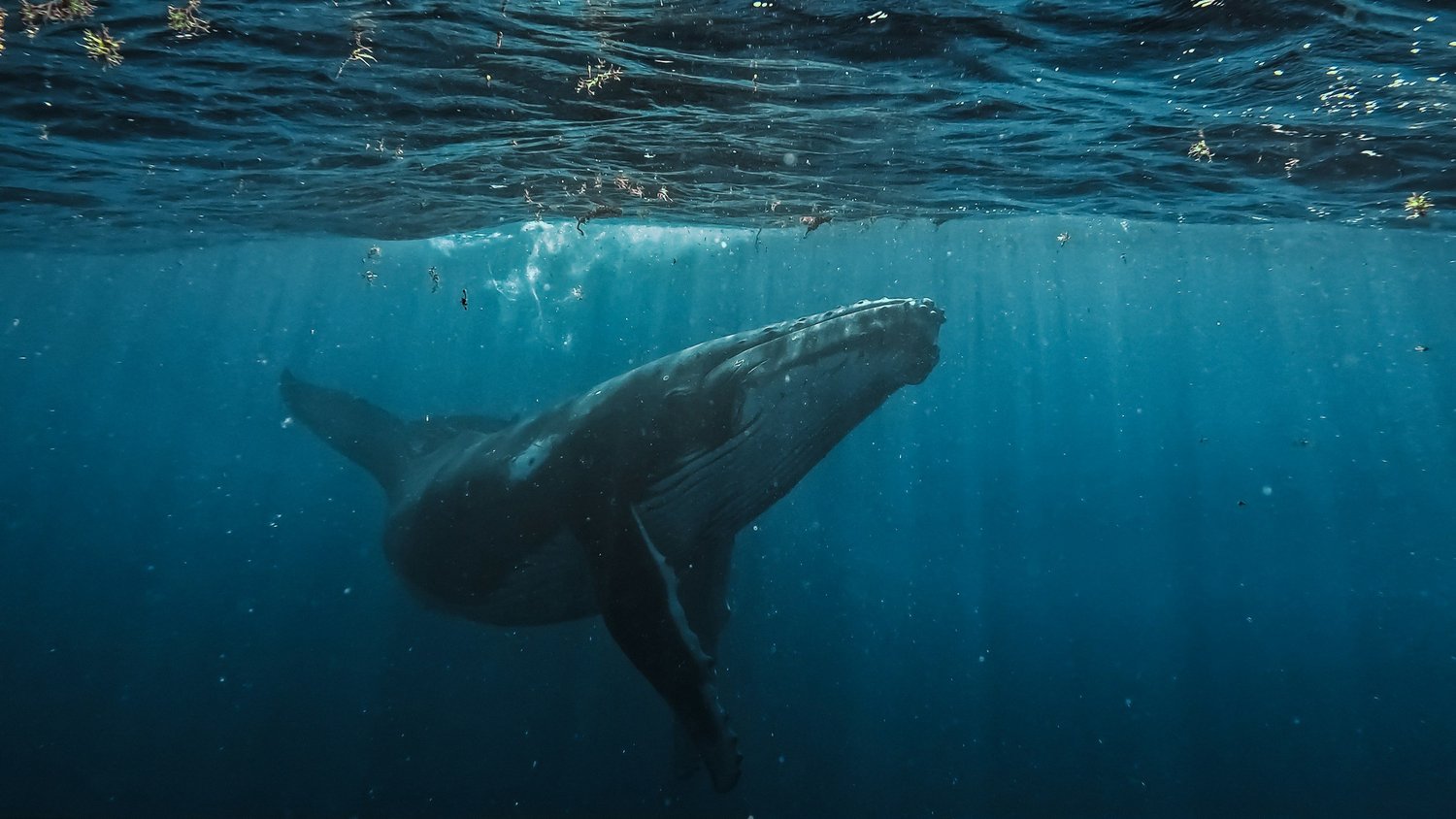 Whales — World Shipping Council