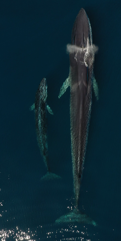 Whales — World Shipping Council