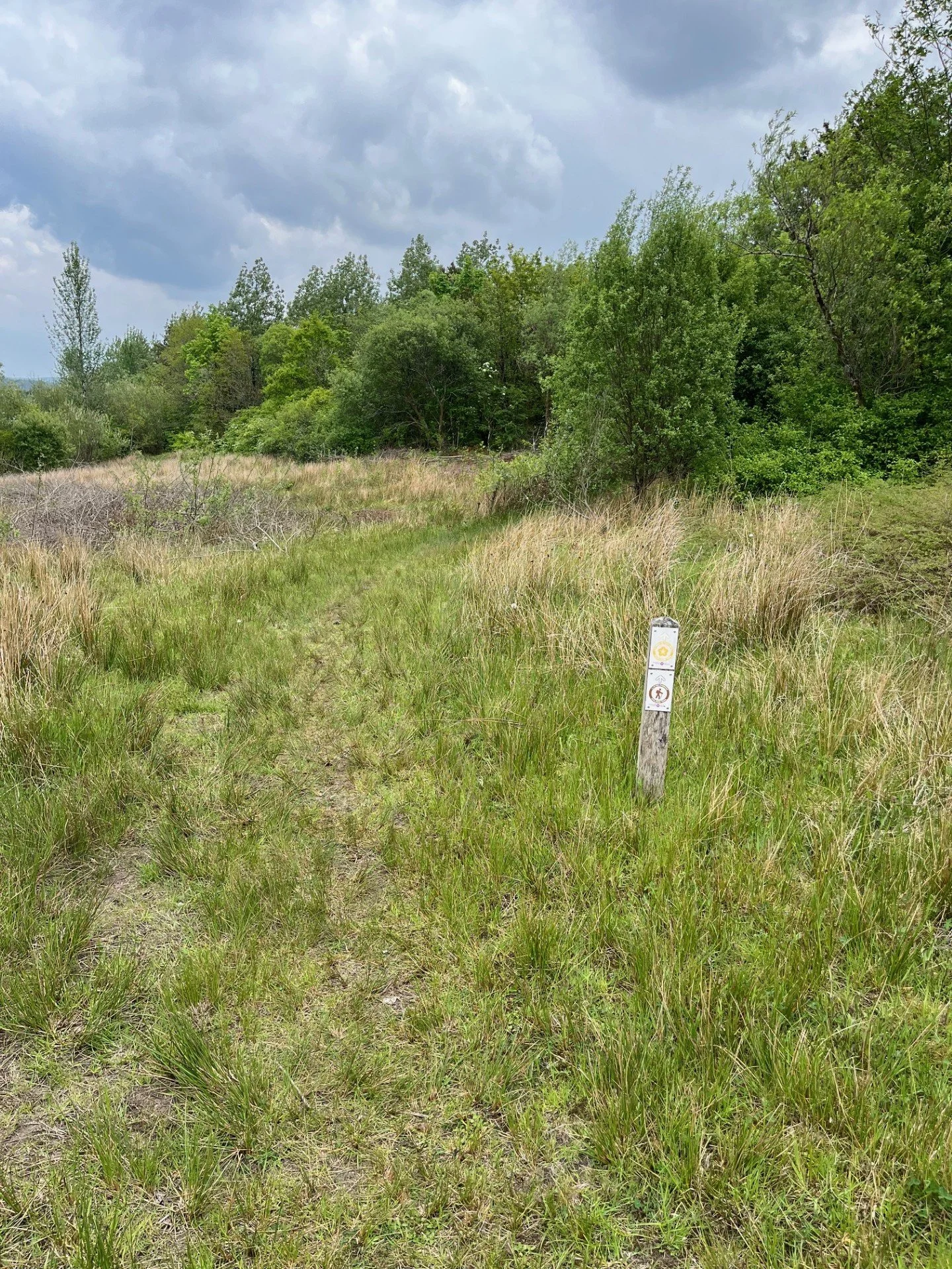 Wildflower Trail — Parc Bryn Bach