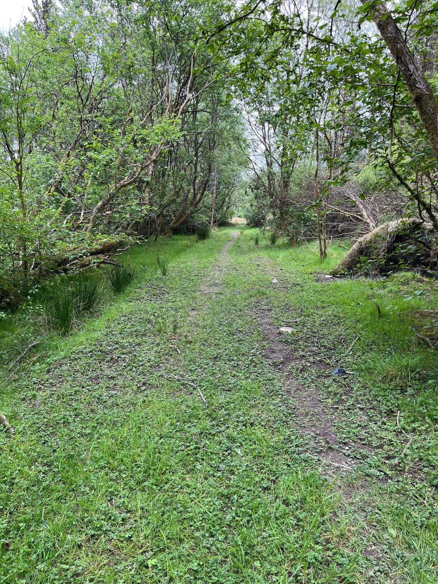 Wildflower Trail — Parc Bryn Bach