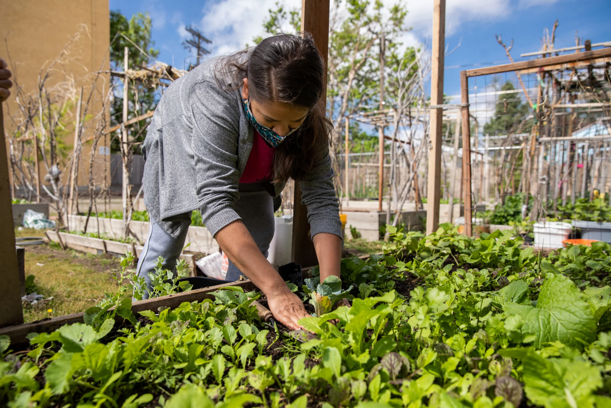 Connect — Cooperative Gardens Commission