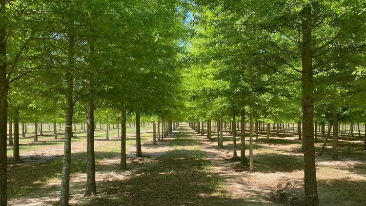 Cleveland Tree Company