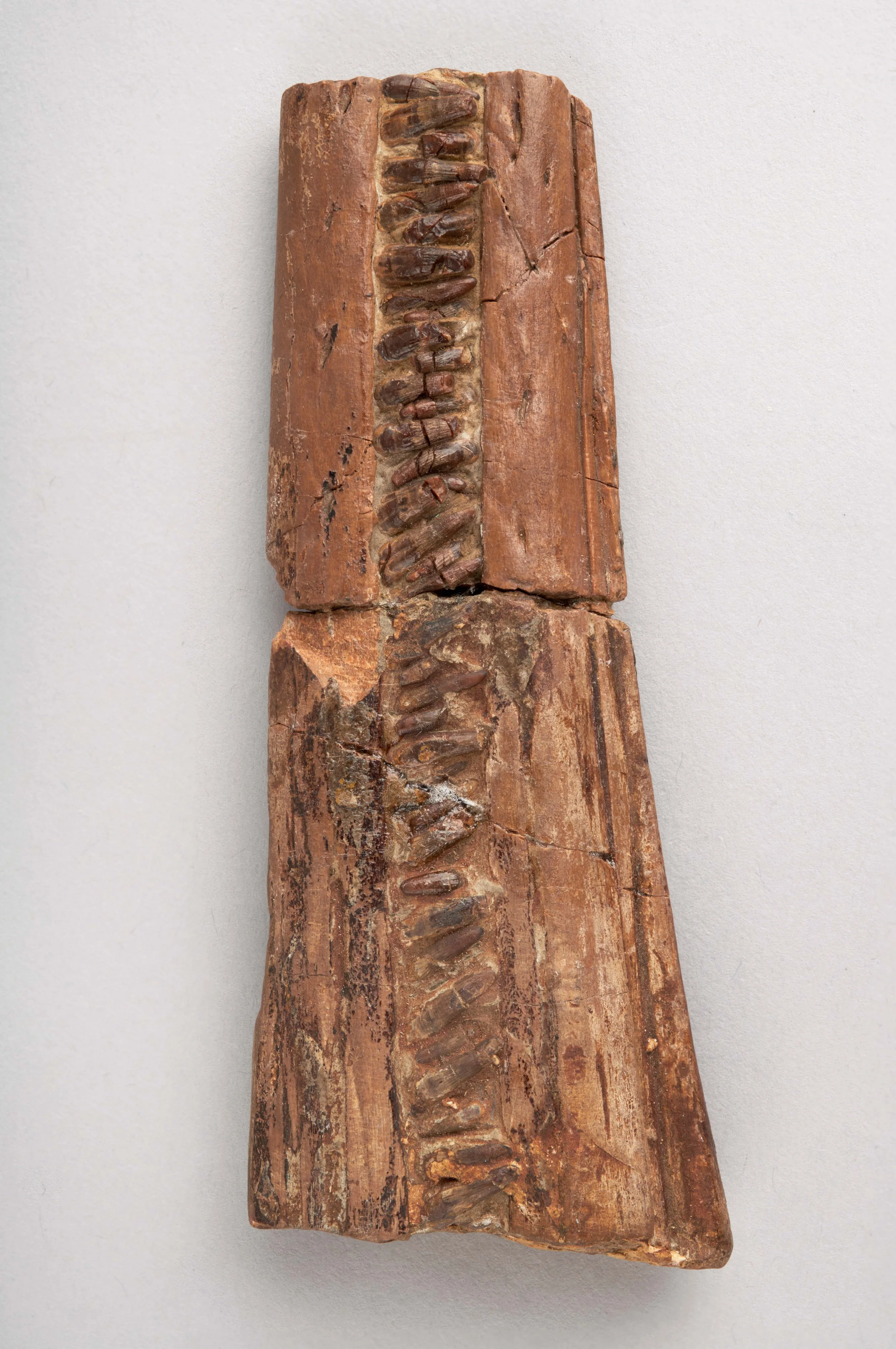 Dippy in Coventry — Culture Space Coventry