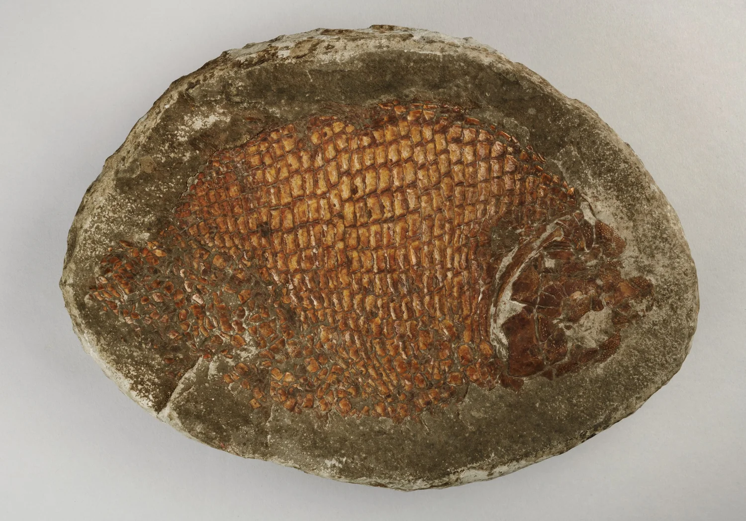 Dippy in Coventry — Culture Space Coventry