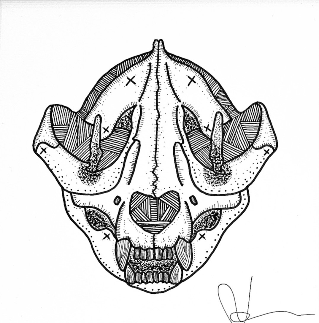 Galápagos Penguin - Skull Series II - Peter Viet-Lu — Seventh Circle ...