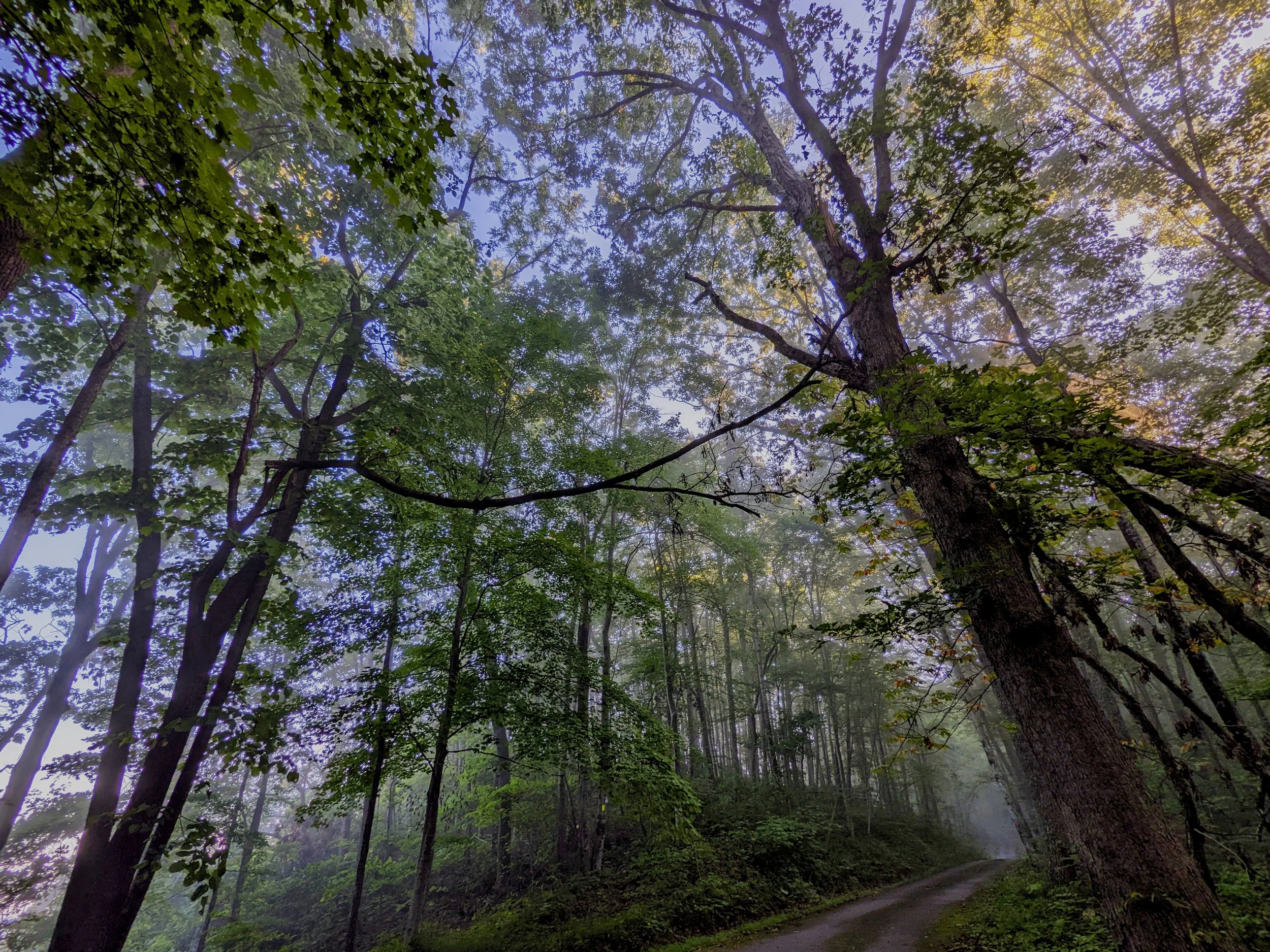 Lone Tree to Pitch Ridge Overlooks Loop on Little Shepherd Trail ...