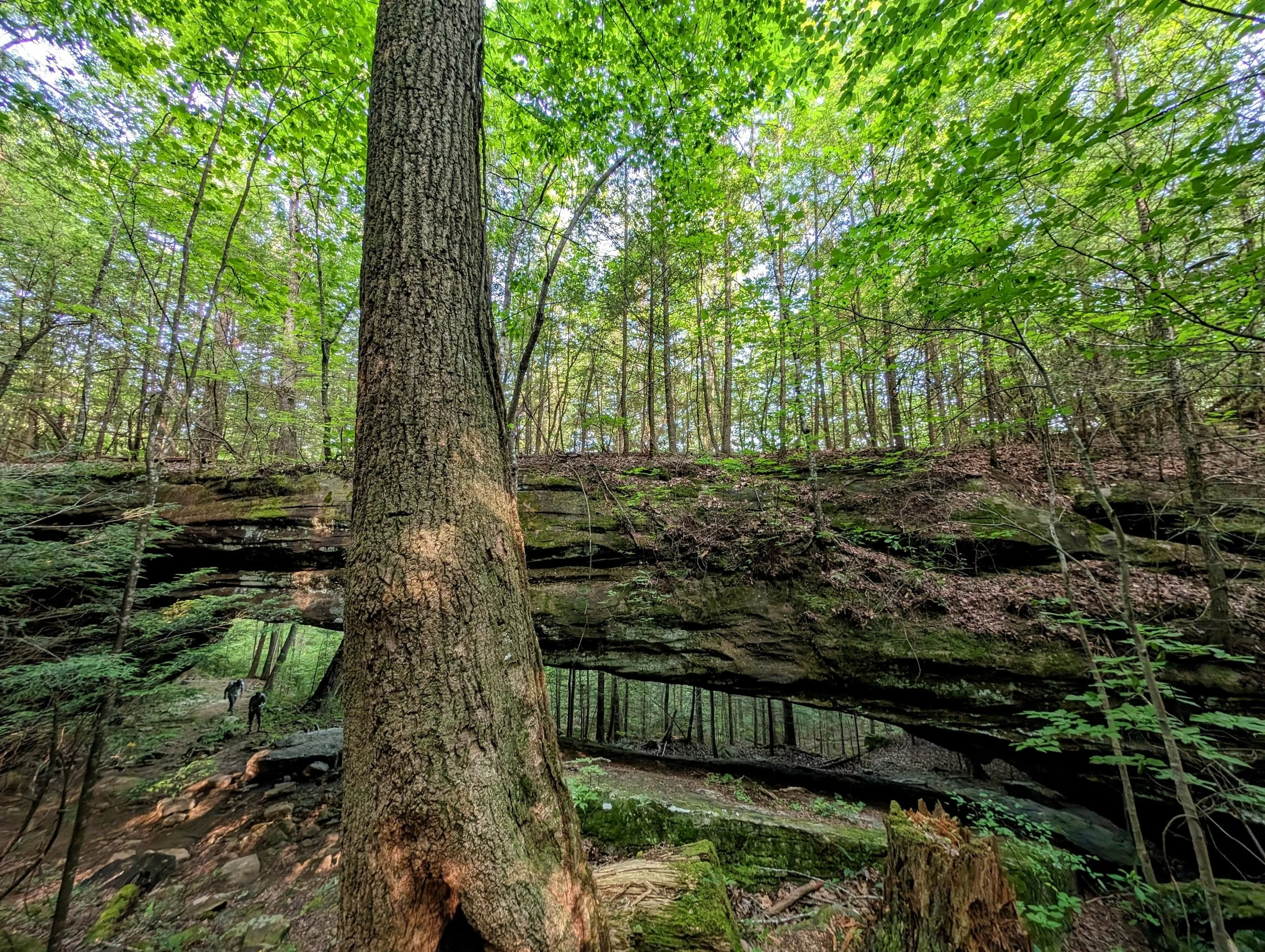 Koger Arch Out and Back — Kentucky Hiker Project