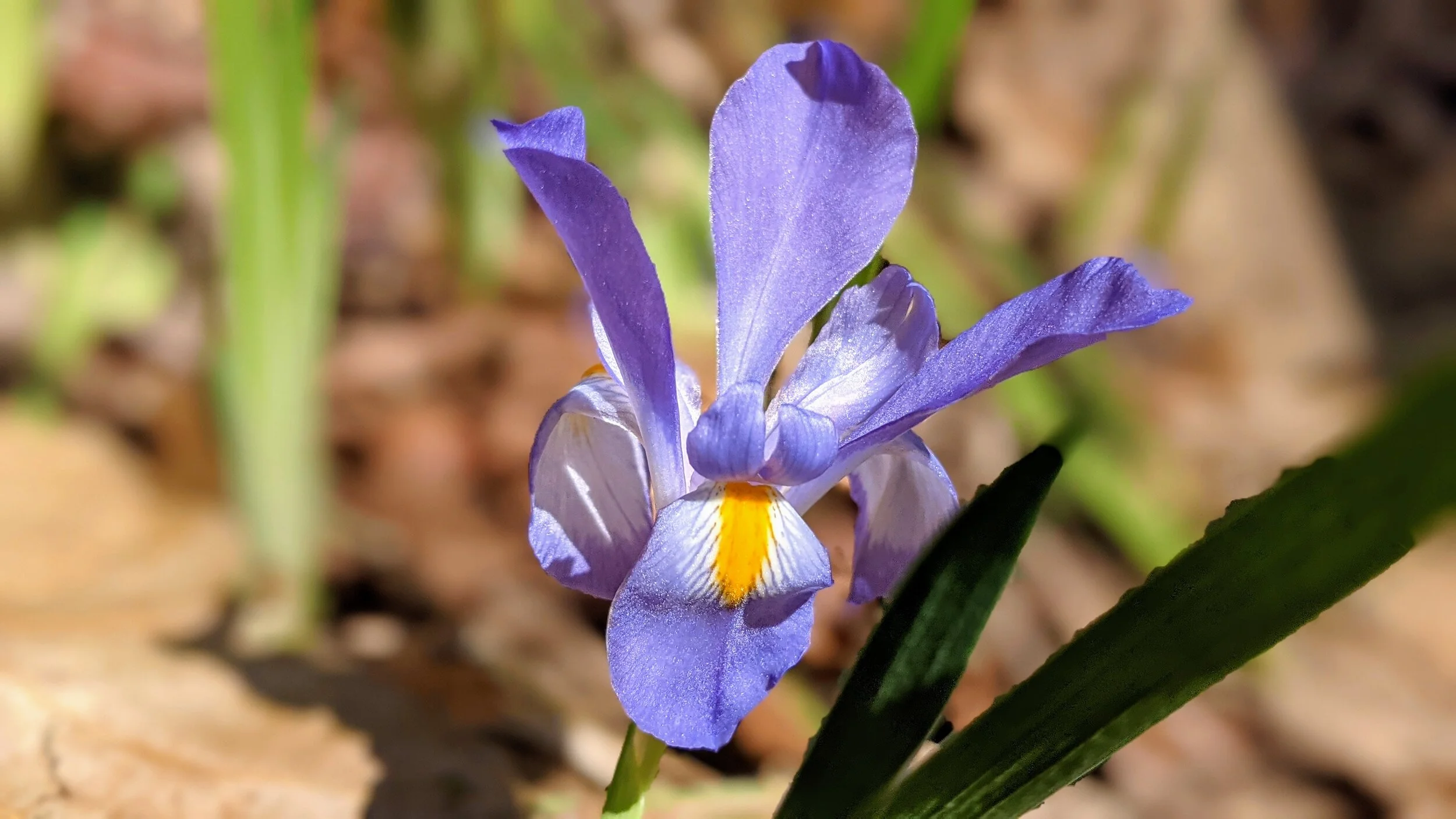 Spring at Princess Arch — Kentucky Hiker Project