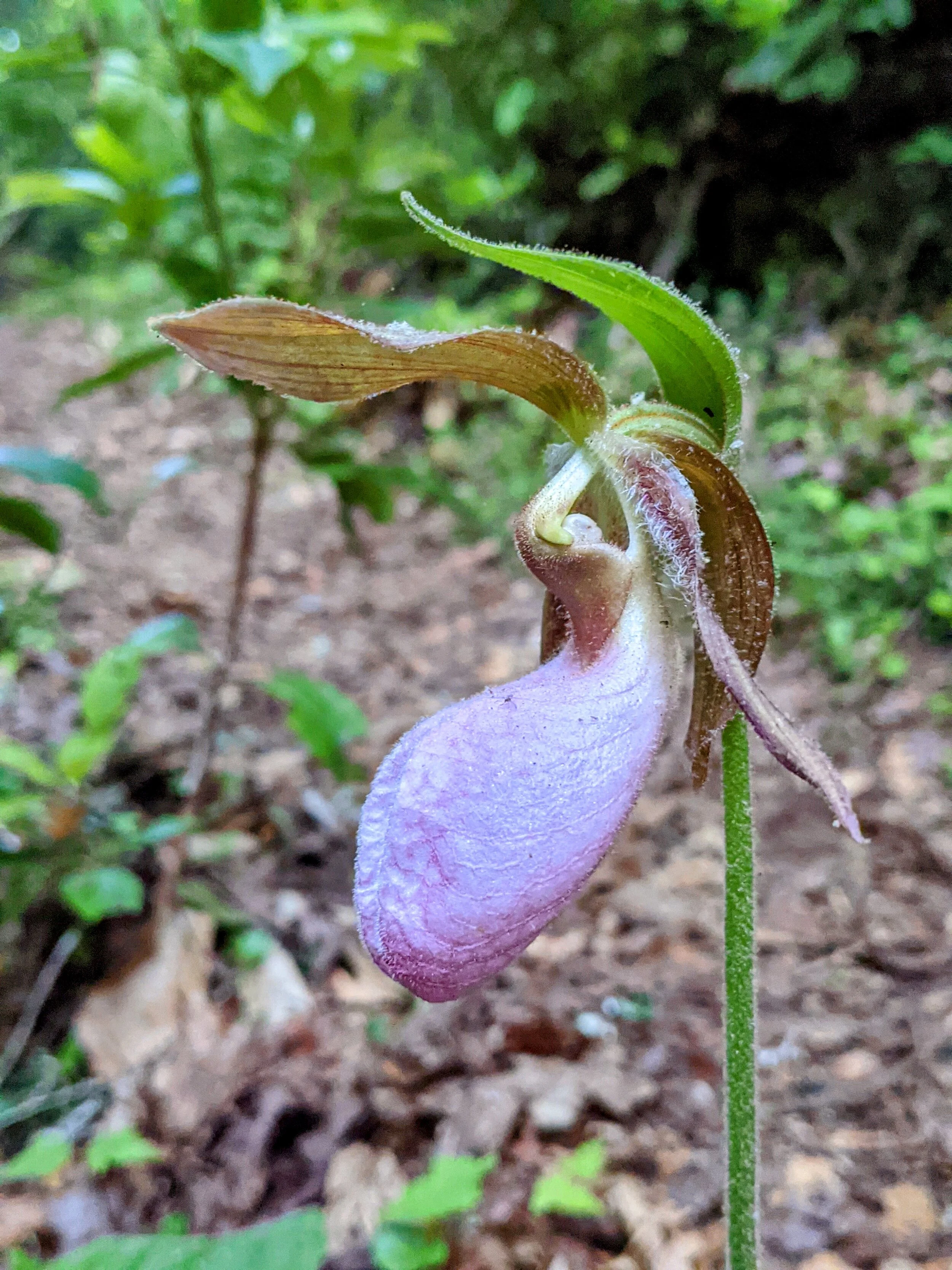 2021 Yamacraw 50K — Kentucky Hiker Project