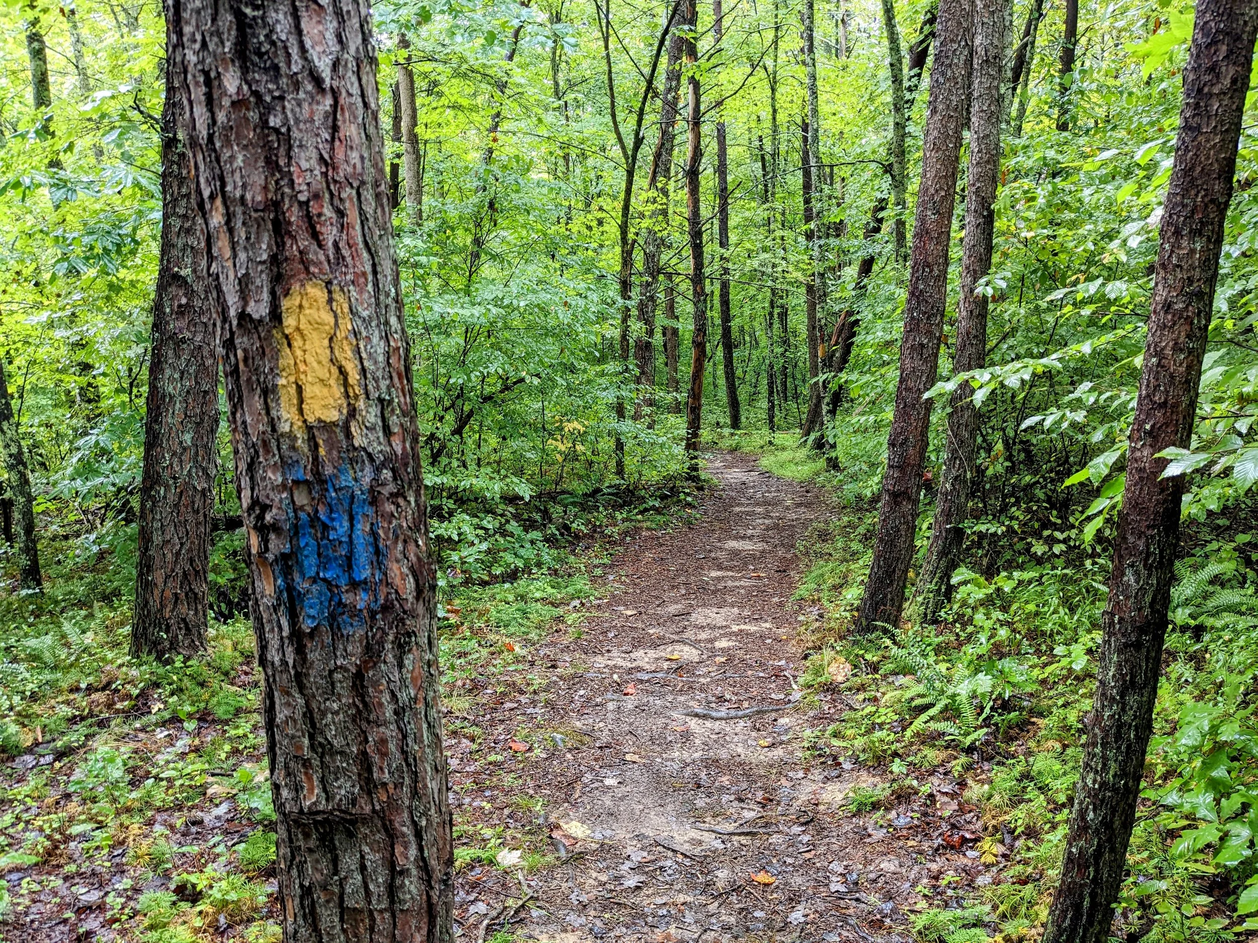 Lick Falls Loop — Kentucky Hiker Project