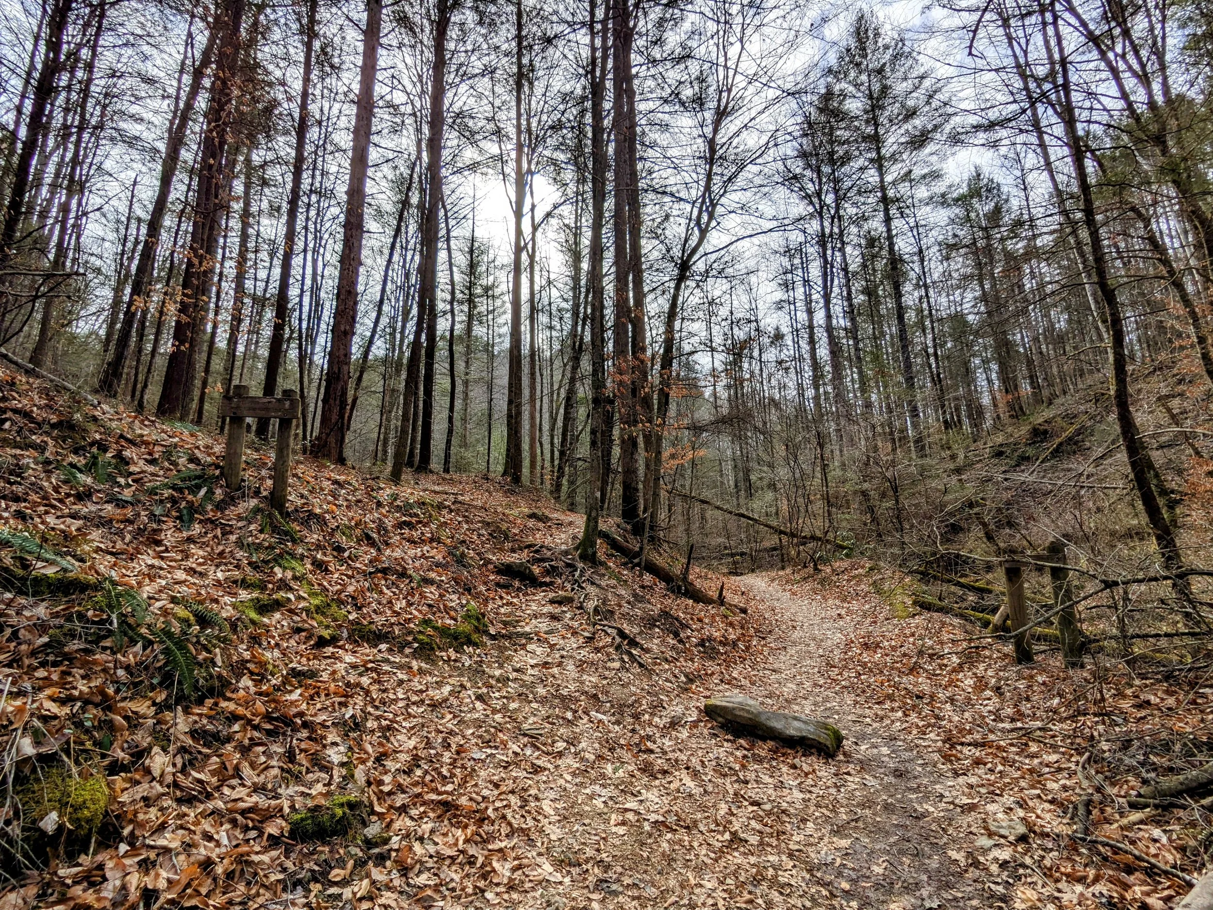 Martin’s Fork Short Loop and Overlooks — Kentucky Hiker Project
