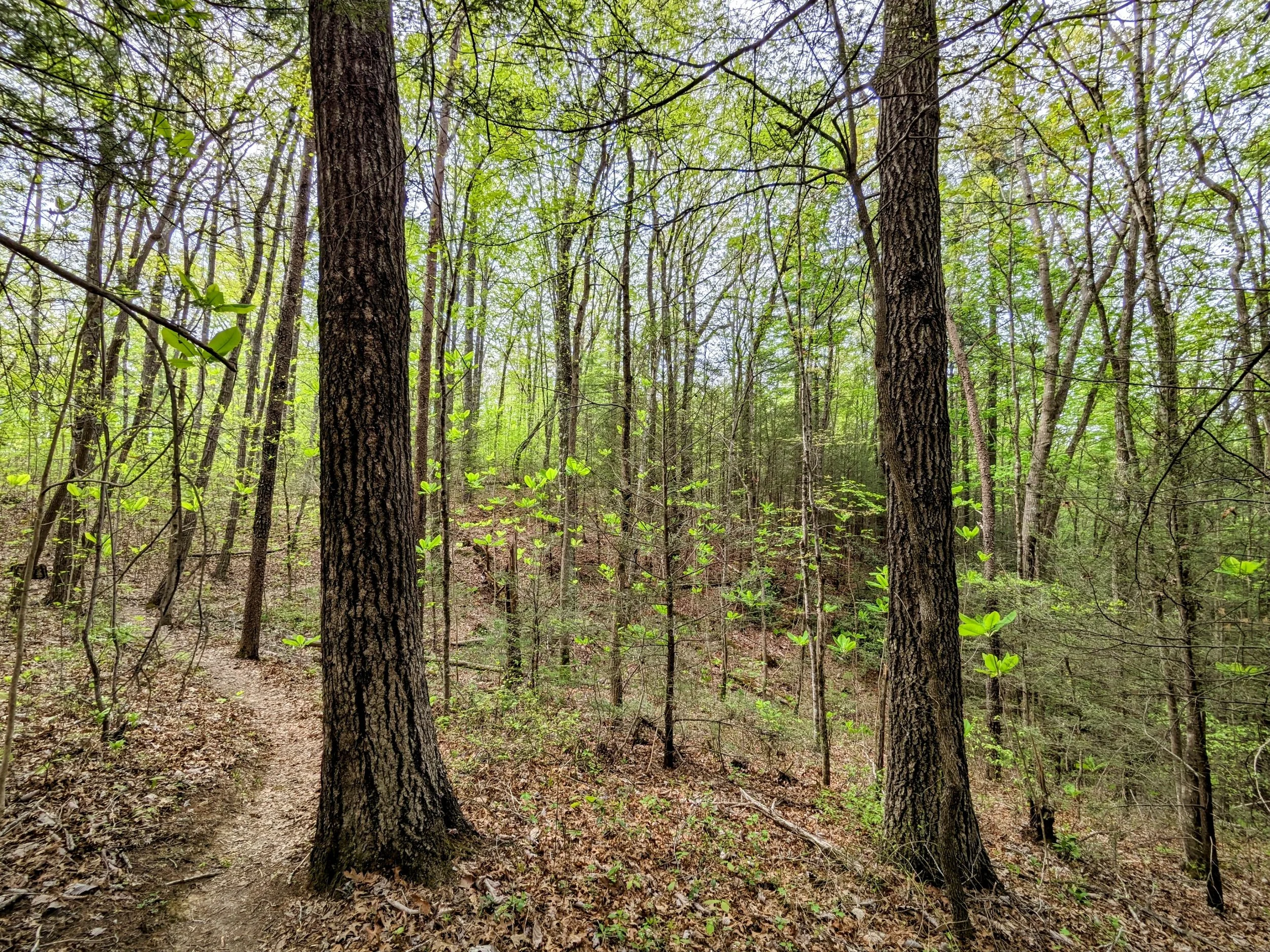 Whittleton Arch Out and Back from Pinch 'em Tight Trailhead — Kentucky ...