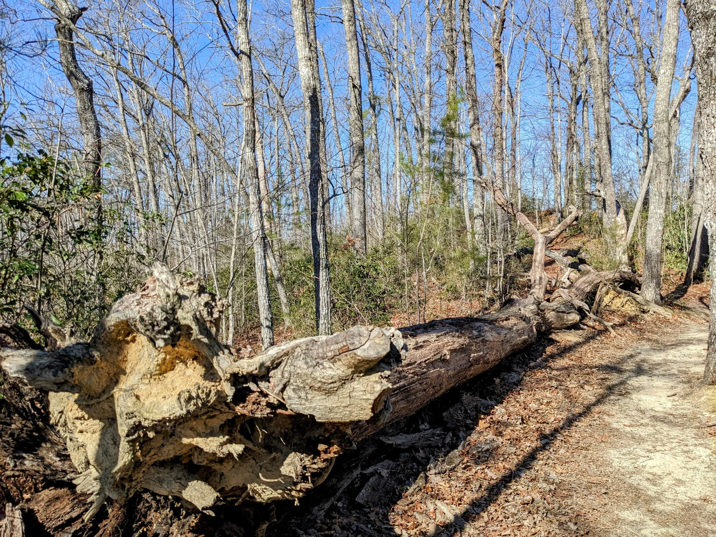 Martin’s Fork Short Loop and Overlooks — Kentucky Hiker Project