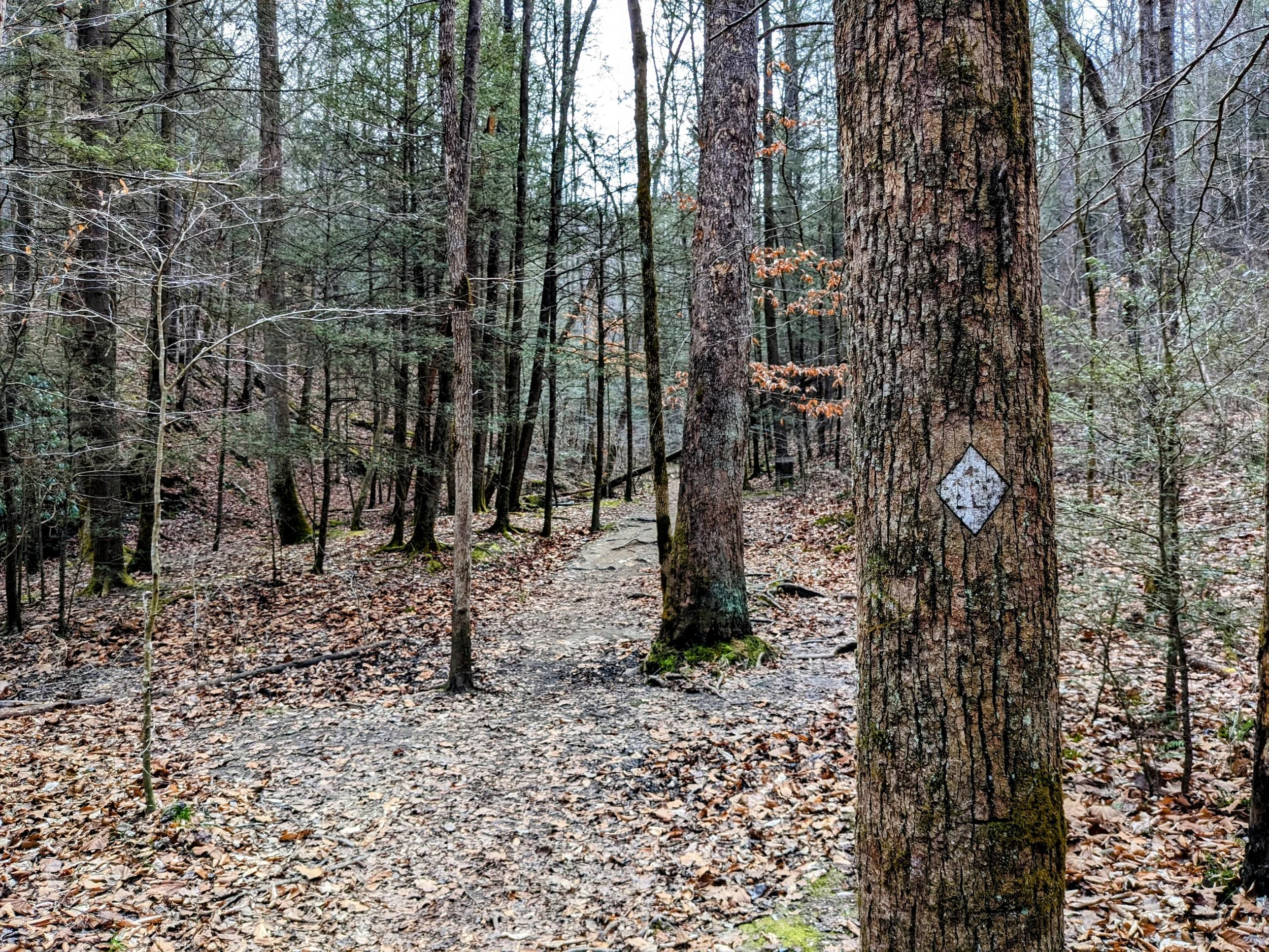 Martin’s Fork Short Loop and Overlooks — Kentucky Hiker Project