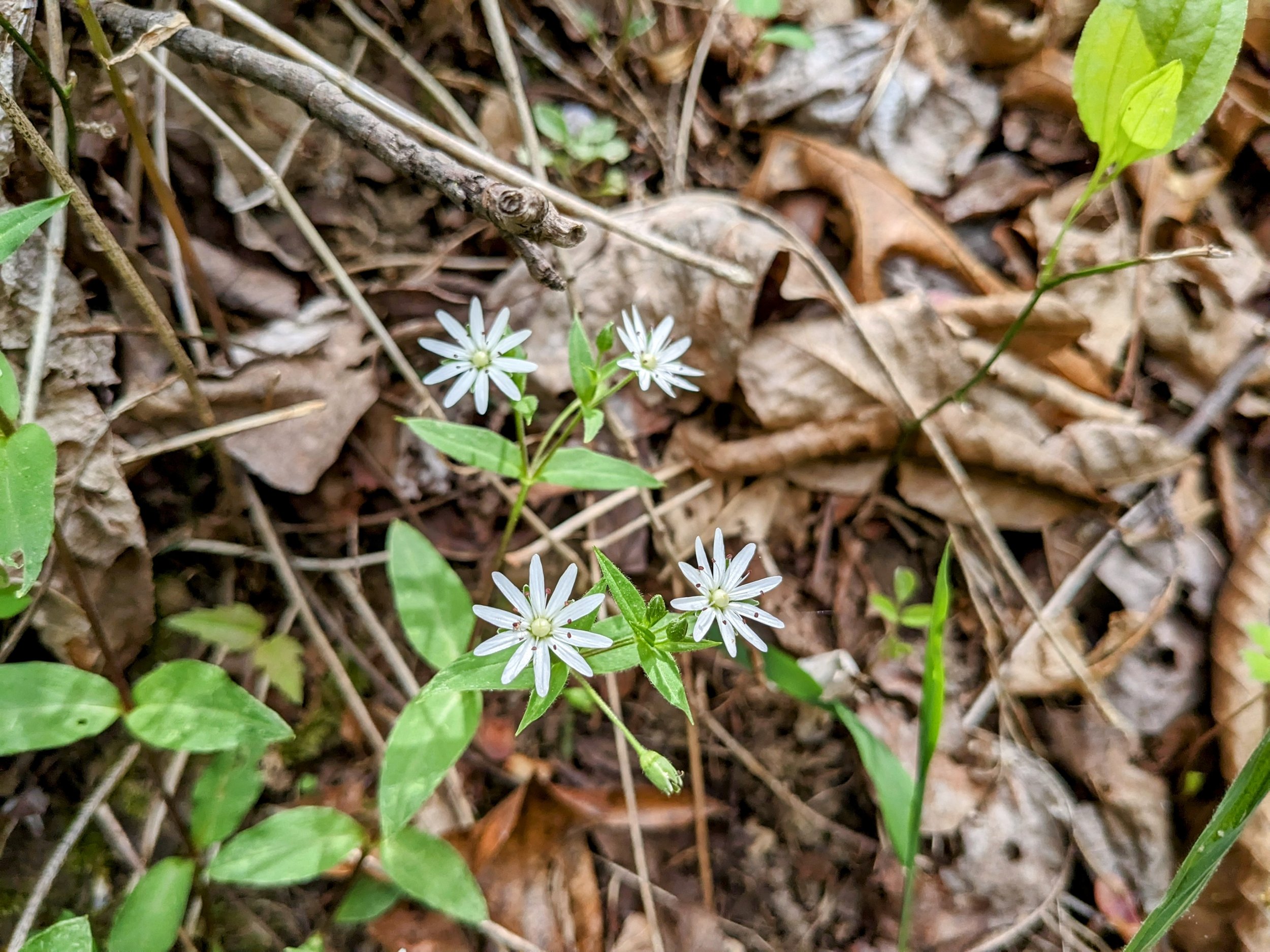 Whittleton Arch Out and Back from Pinch 'em Tight Trailhead — Kentucky ...