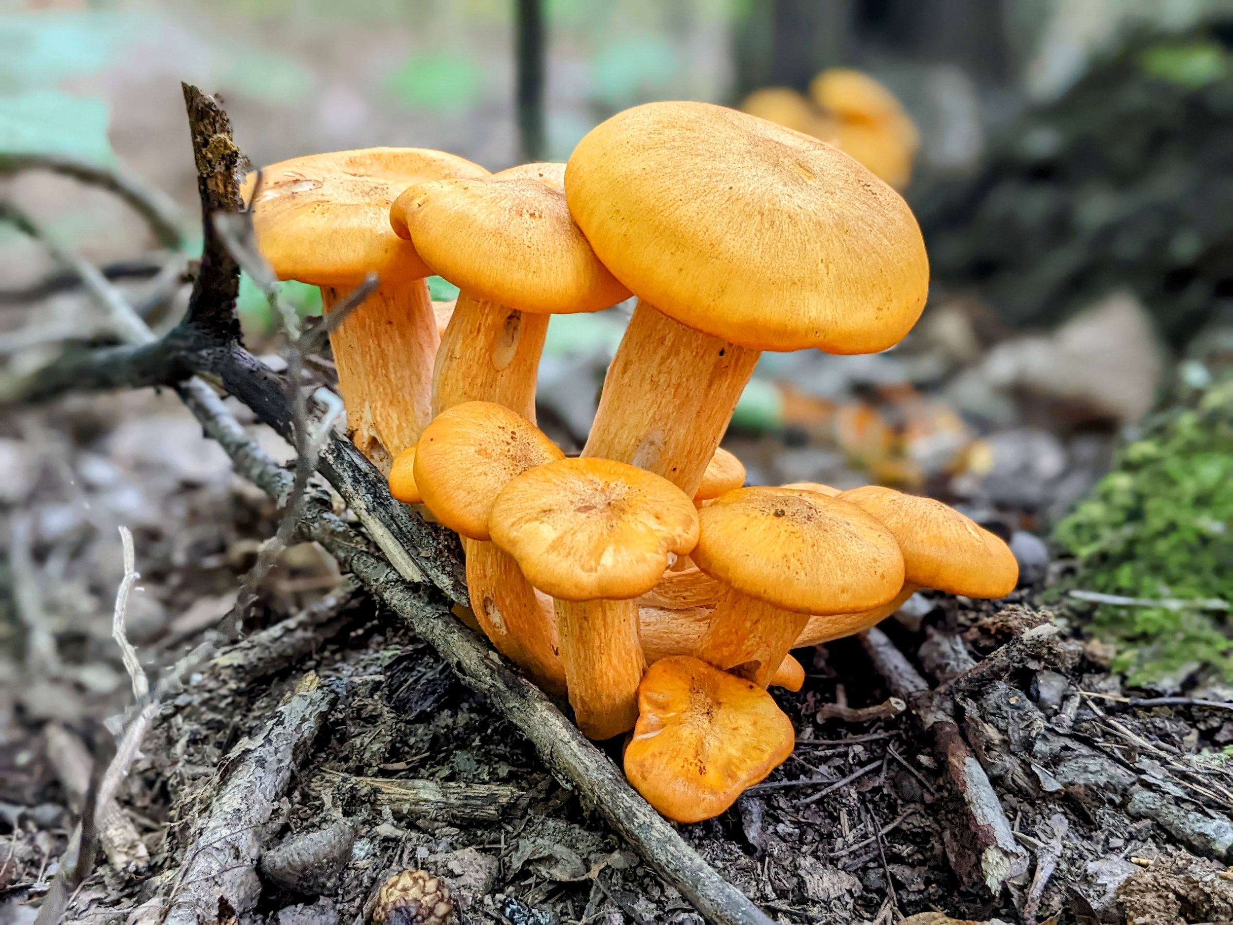 Sunset at Military Wall Overlook — Kentucky Hiker Project