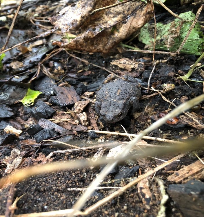 Citizen Science — The Battersea Society