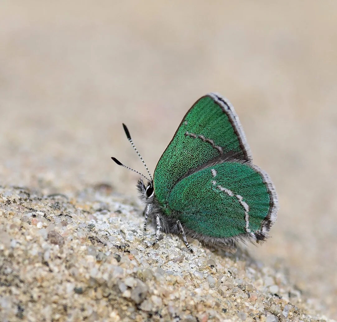 People / Culture — Kathy Lichtendahl