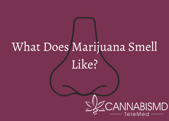 What Does Marijuana Smell Like? — CannabisMD TeleMed