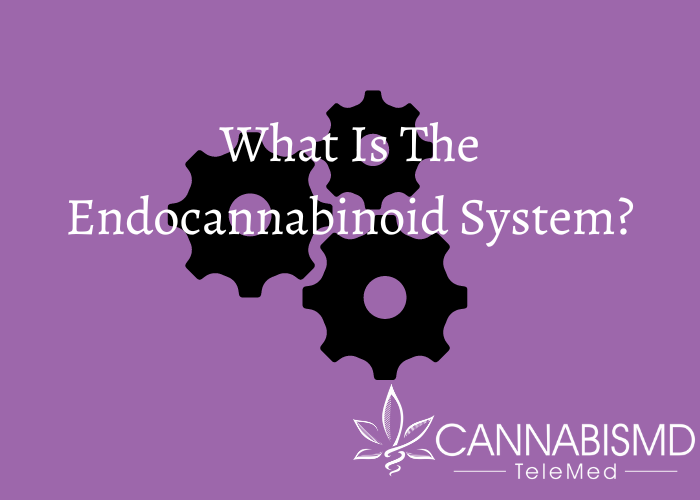 What Is The Endocannabinoid System? — CannabisMD TeleMed