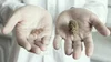 Marinol vs. Cannabis: Which Is Better for Medical Use? — CannabisMD TeleMed