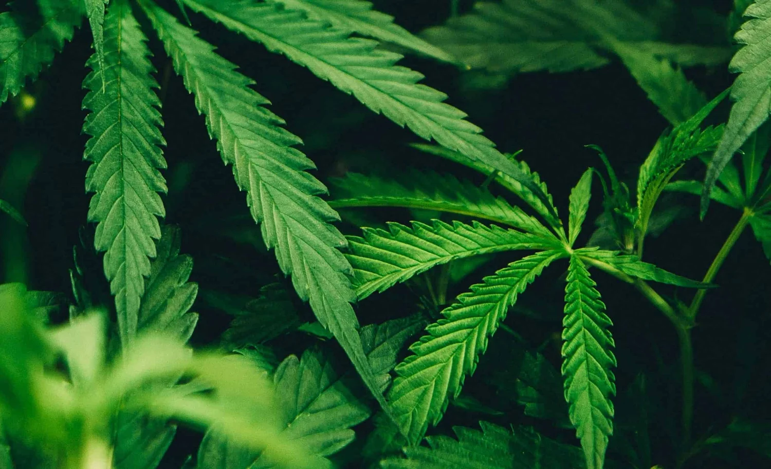 Pennsylvania (PA) Medical Marijuana Card Online | Price From $35 ...