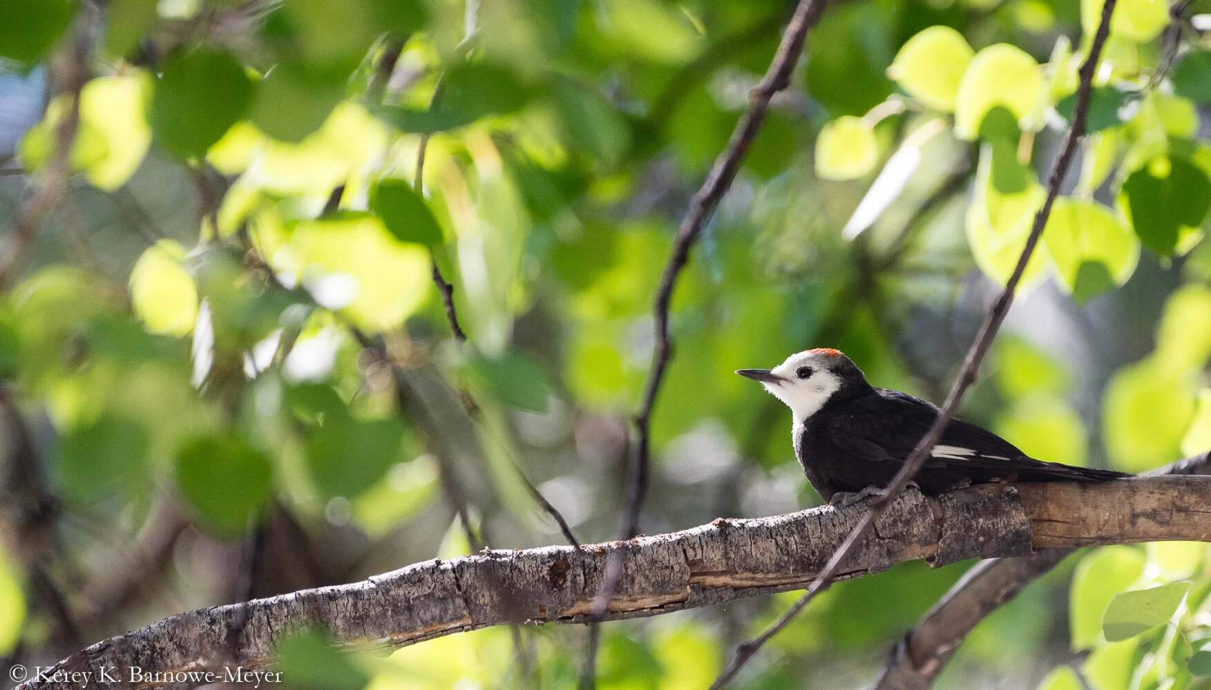 Resource Stewardship — Nez Perce Tribe - Wildlife Division