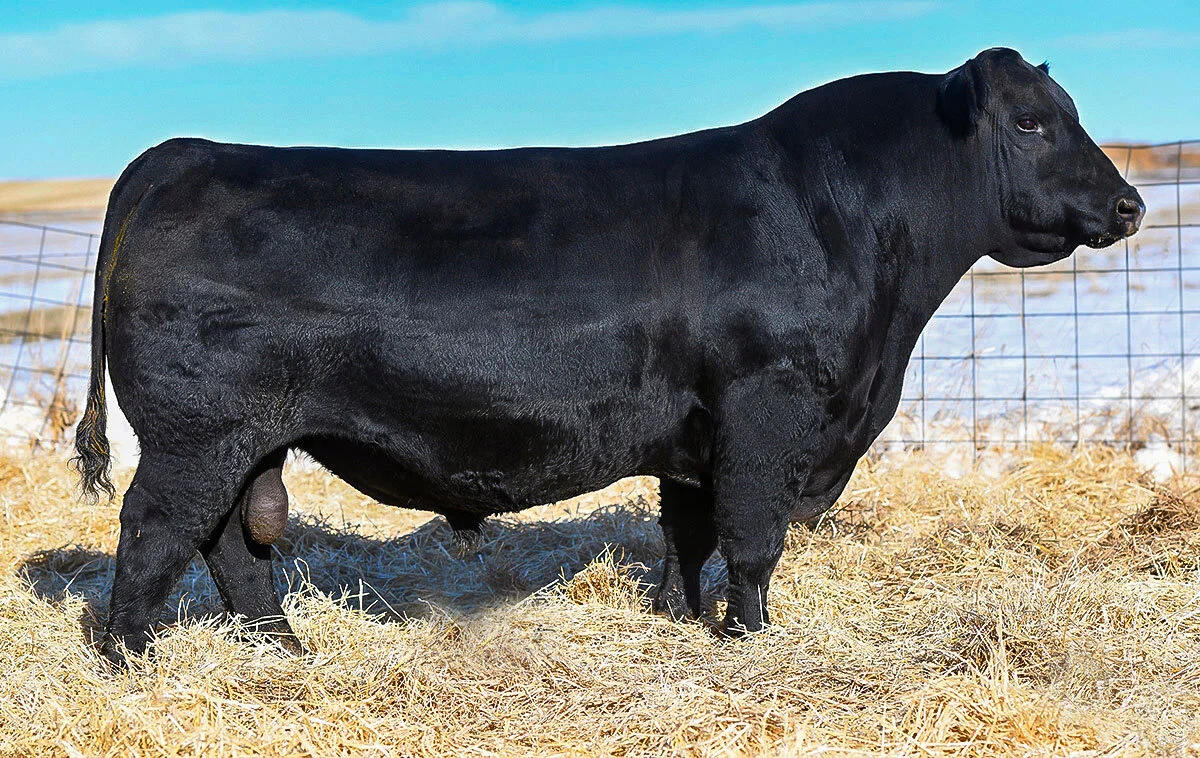 Angus Alliance
