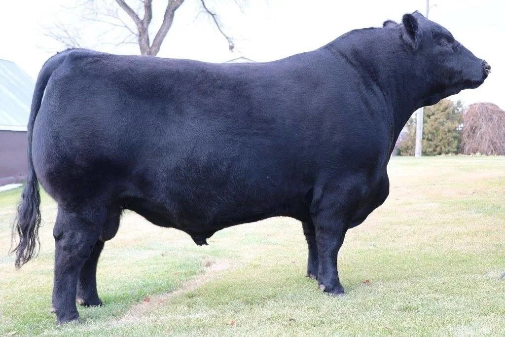 Angus Alliance