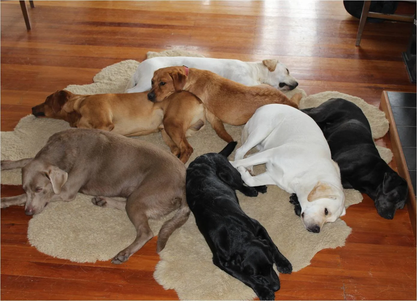 How Skylit Is Different — Skylit Labradors