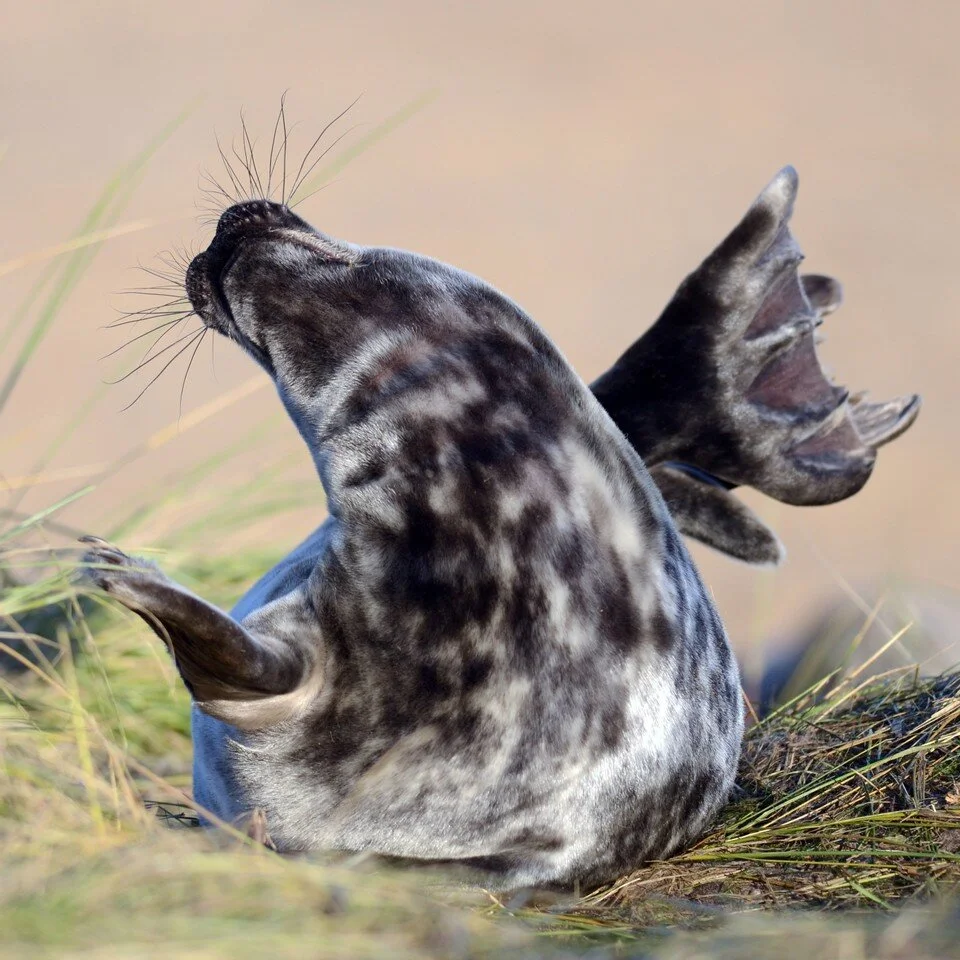 Natural History of Grey Seals — The Seal Alliance