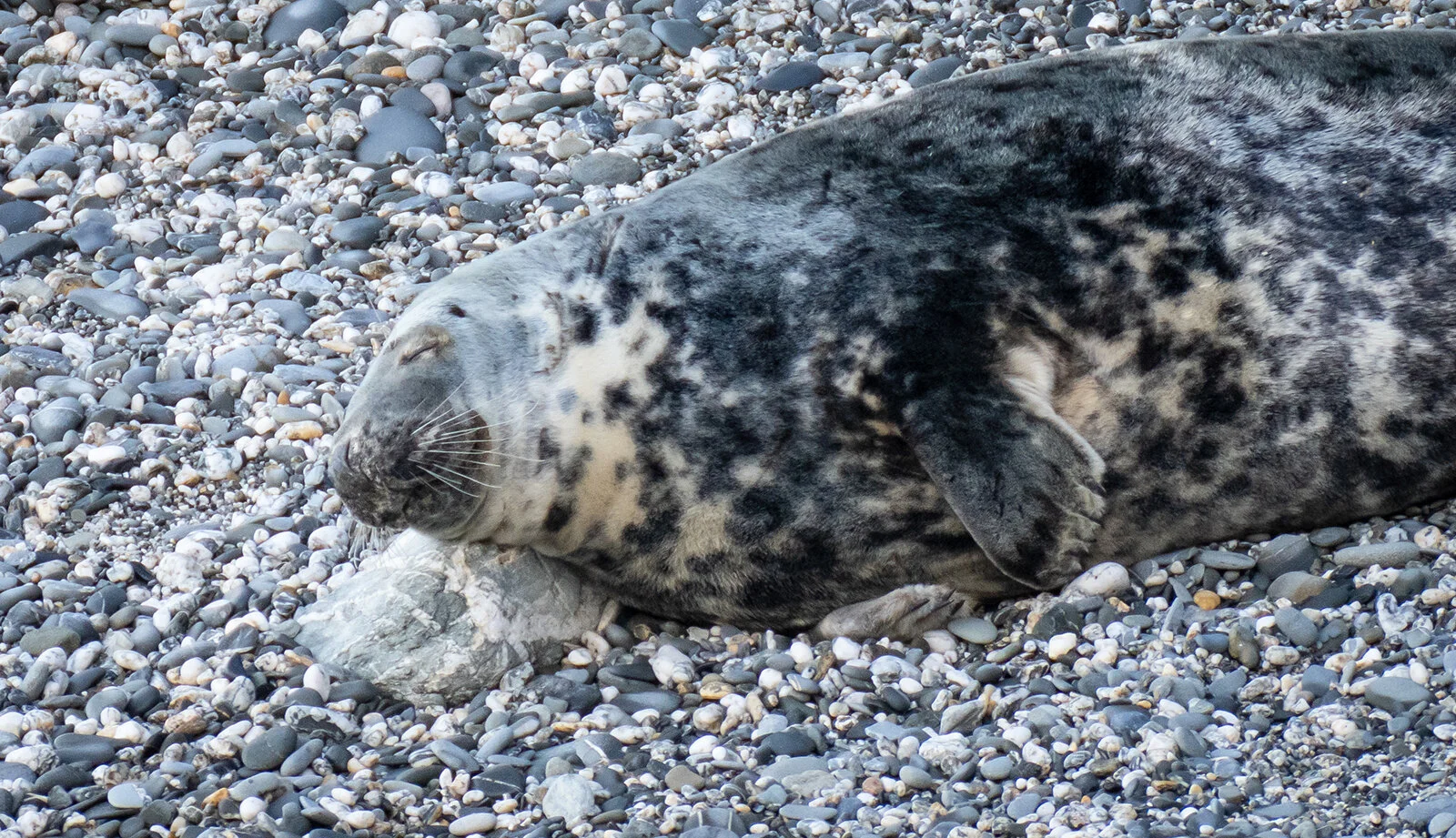 Seal Natural History Further Reading — The Seal Alliance