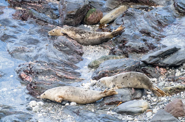 The Dangers Seals Face — The Seal Alliance