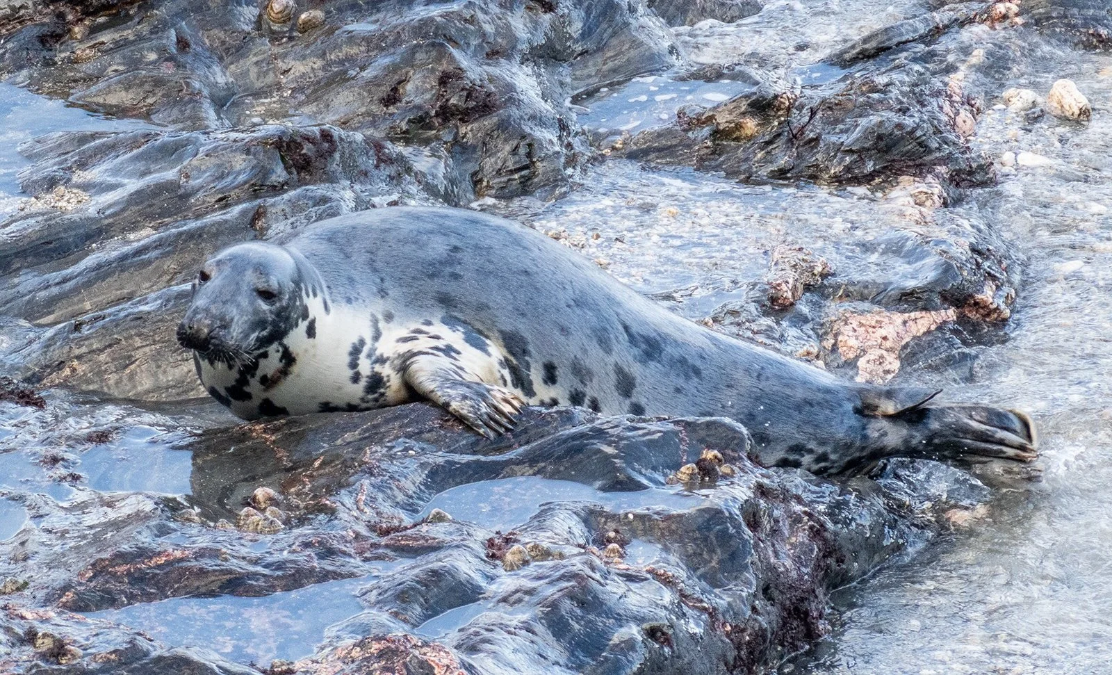 Natural History of Grey Seals — The Seal Alliance
