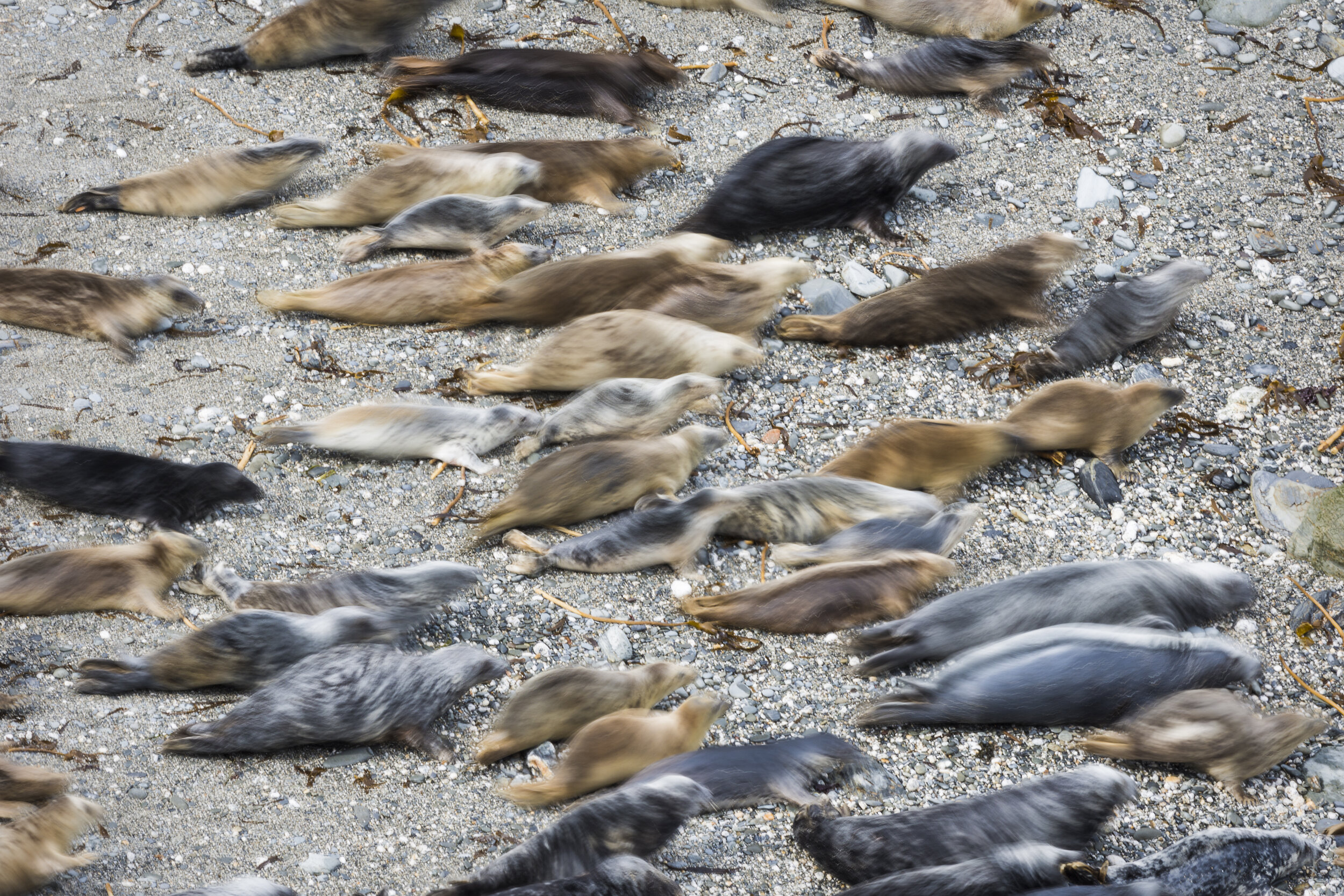 The Dangers Seals Face — The Seal Alliance