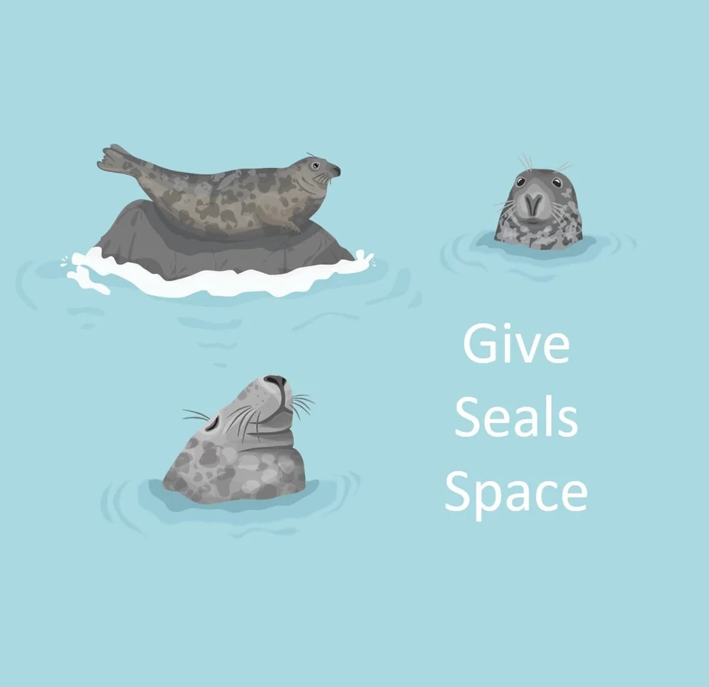 How can I Help Seals? — The Seal Alliance