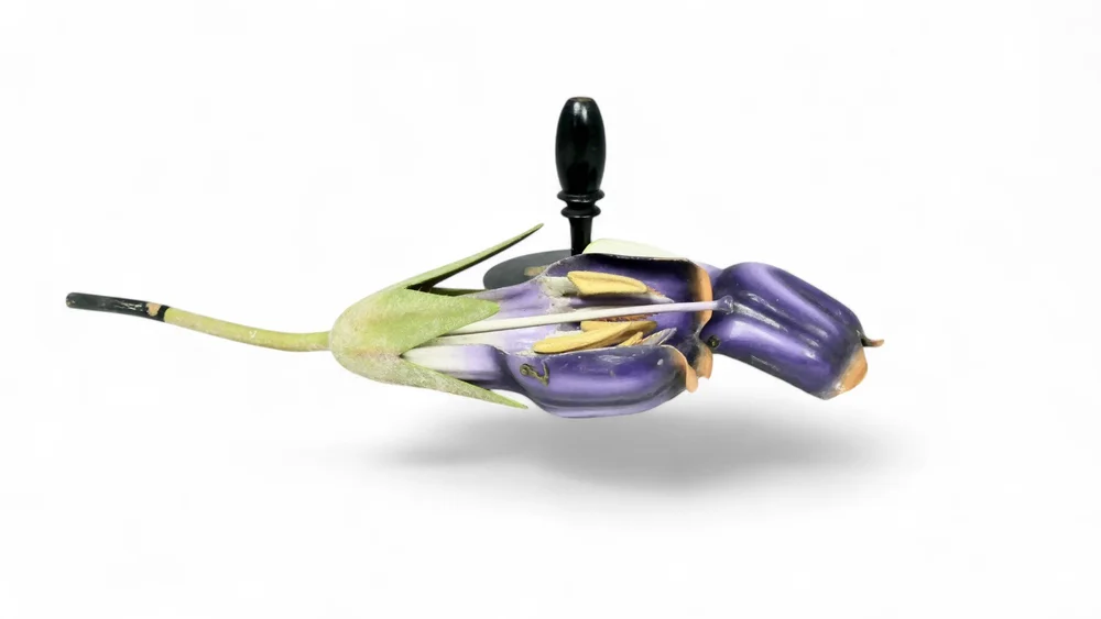 Botanical models by Robert Brendel — COLLECTORS GALLERY 20th and ...