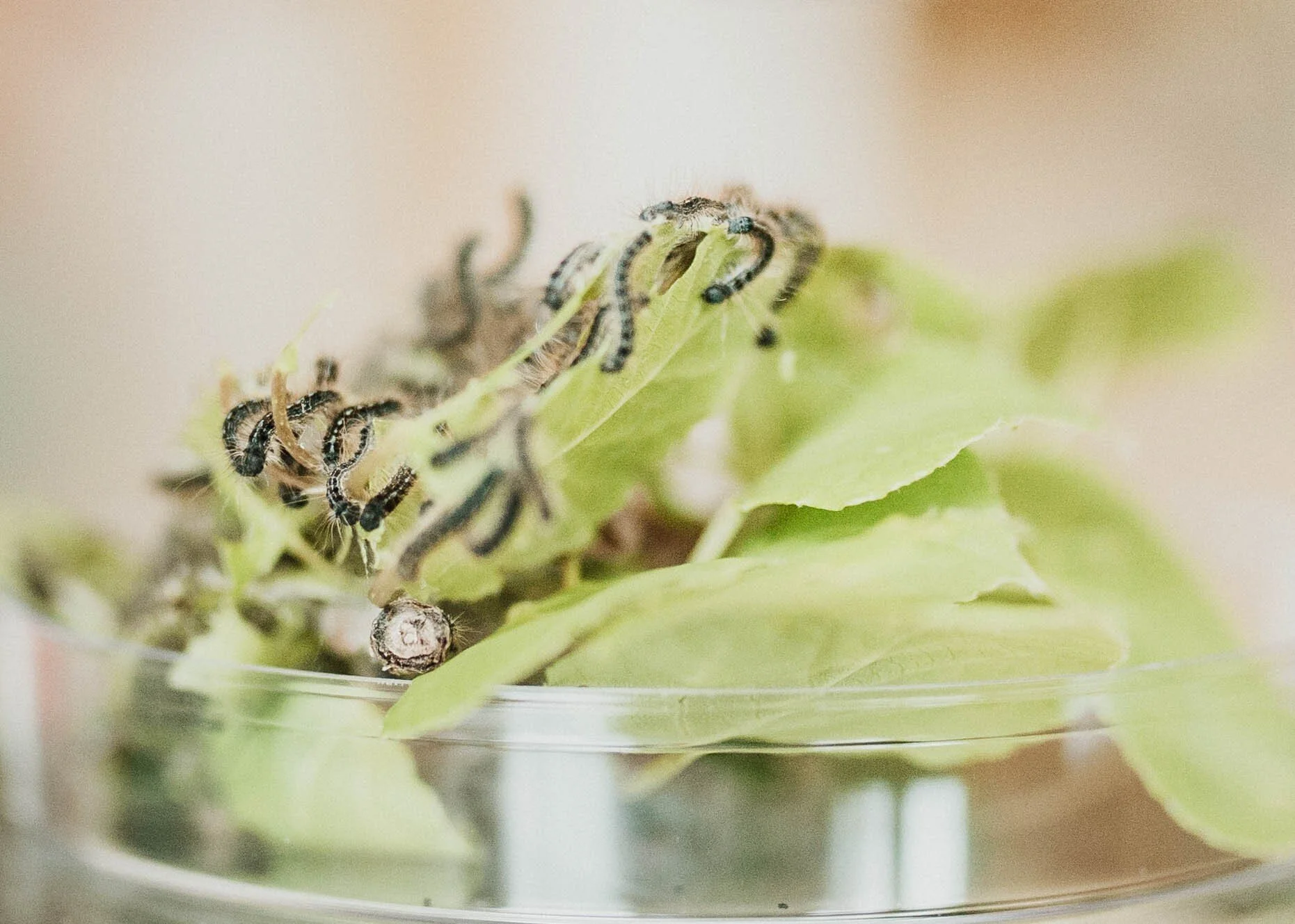 Efficacy Testing — EcoSafe Natural Products Inc.