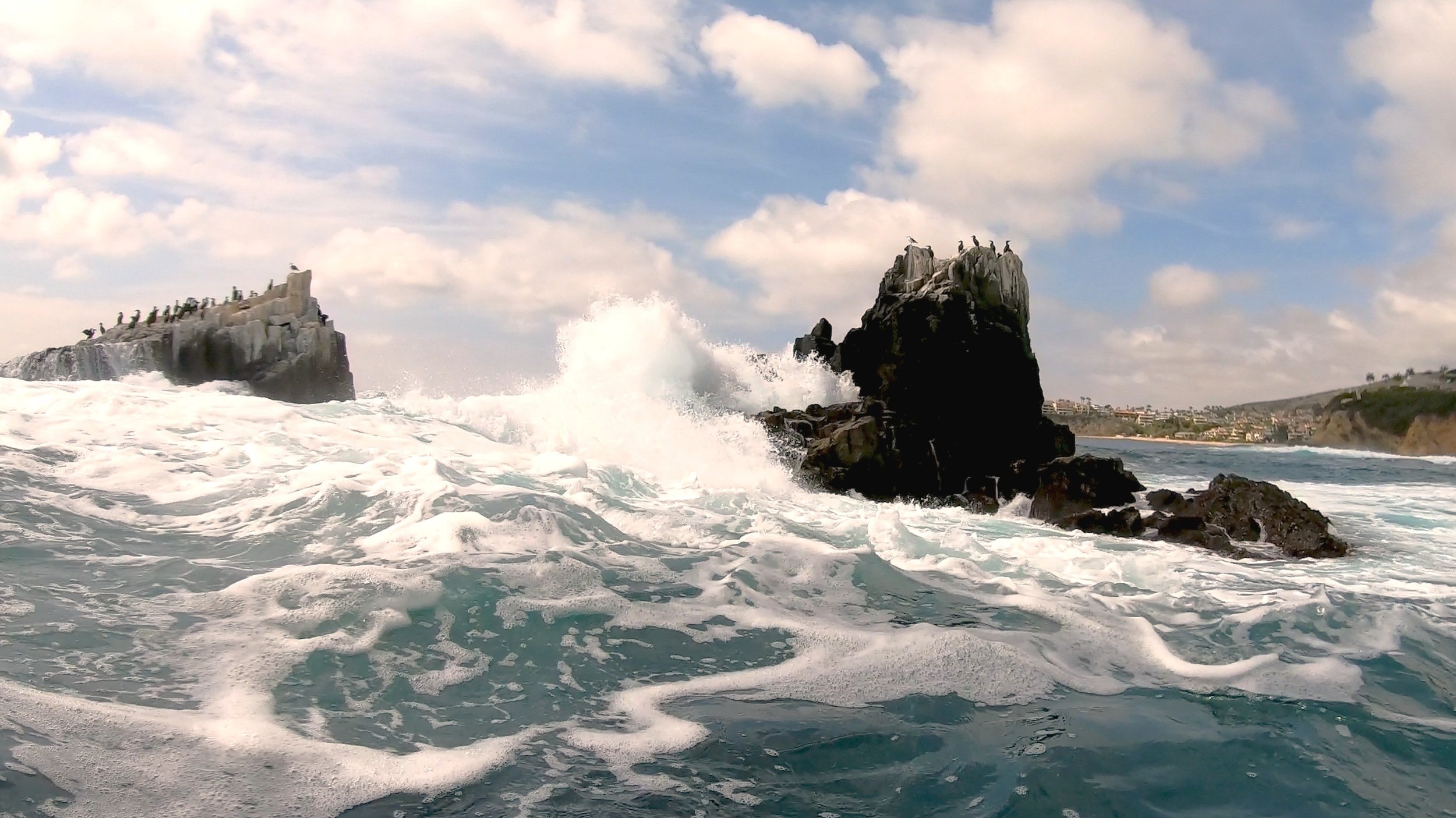 Ocean Life Photos — OceanEarthGreen