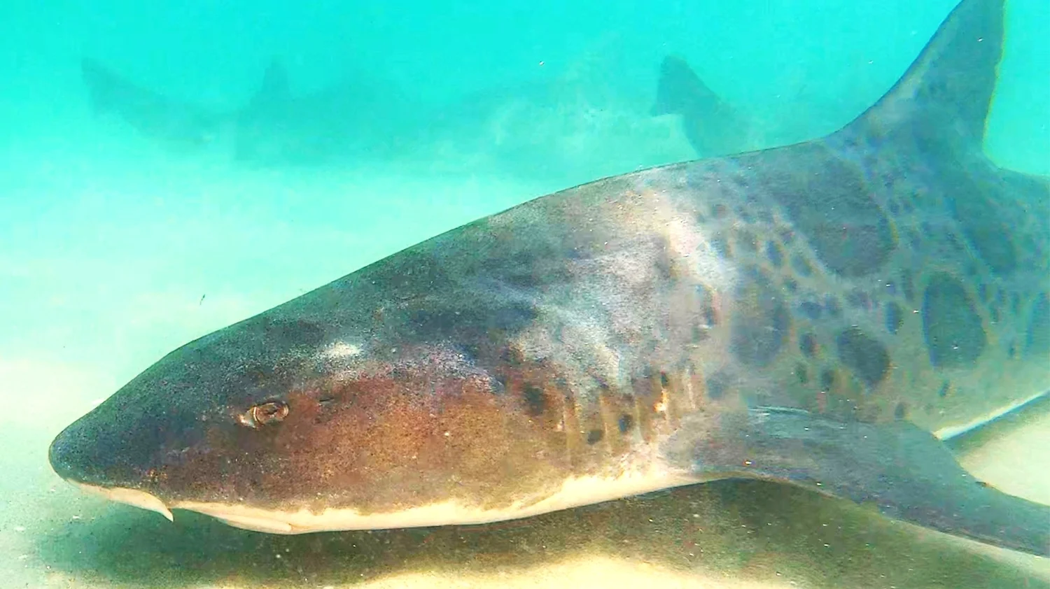 Freediving with Leopard Sharks of La Jolla Shores — OceanEarthGreen