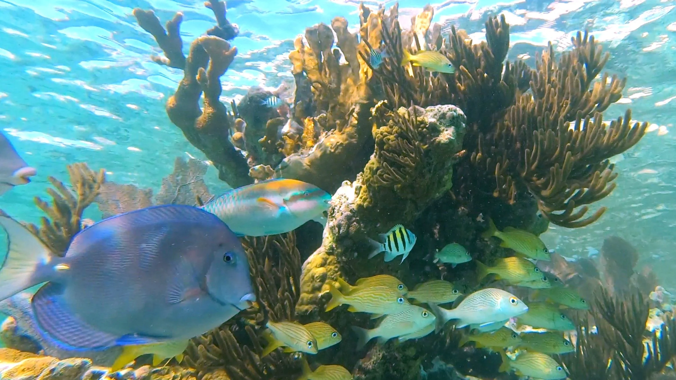 Ocean Life Photos — OceanEarthGreen