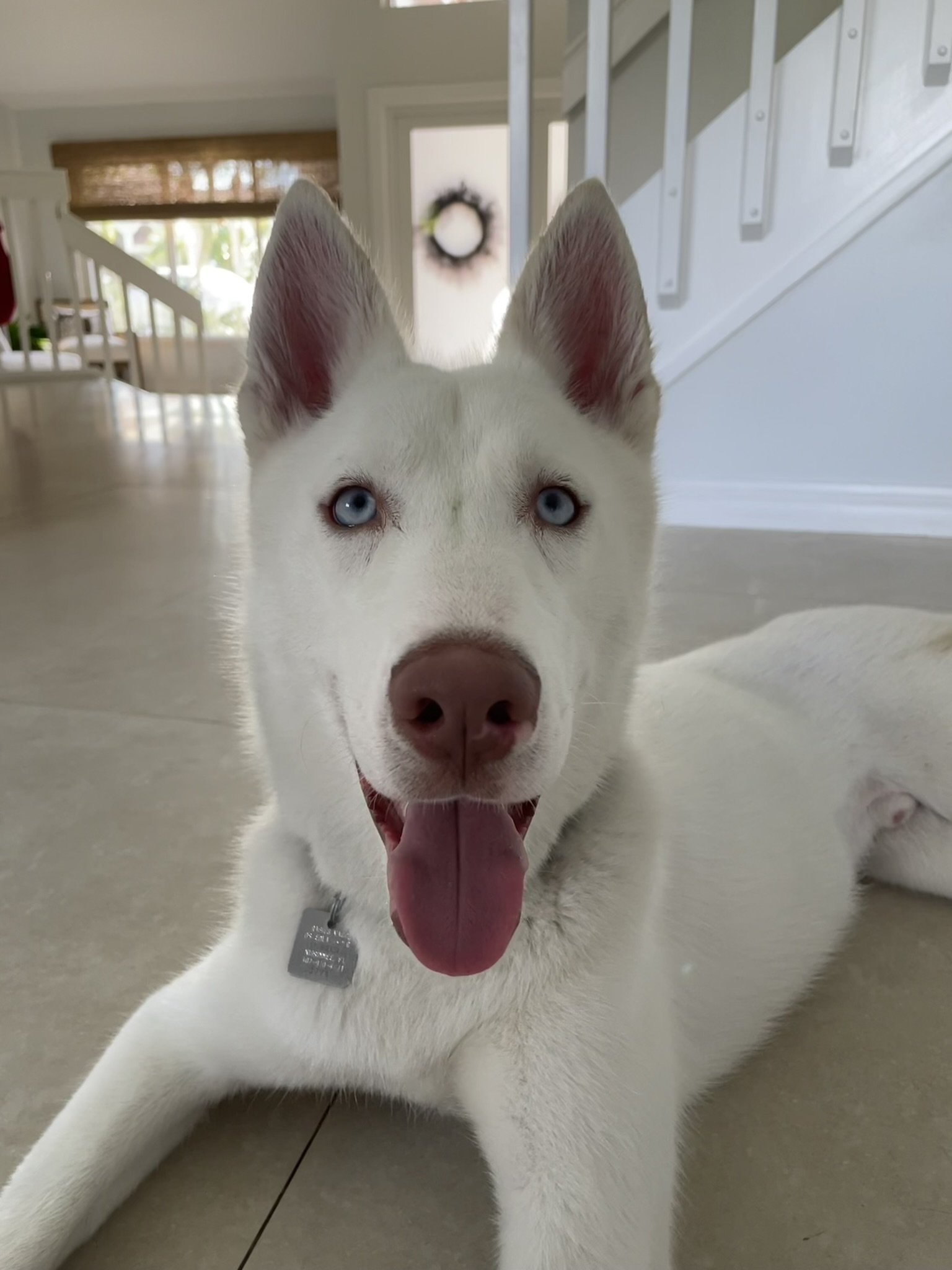 Adoptable Dogs — GTS Husky Rescue
